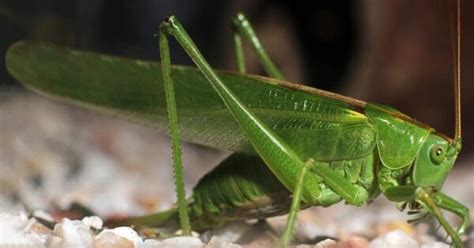 Cricket Vs Cockroach What Are The Differences A Z Animals