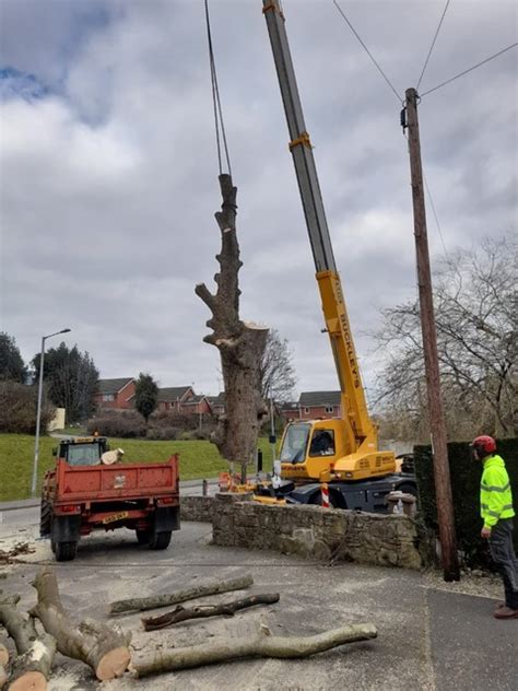 Dismantle A Dead Sycamore Tree With A Tpo In Flintshire North Wales