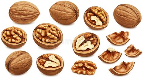 Walnu Stock Illustrations 4 Walnu Stock Illustrations Vectors And Clipart Dreamstime