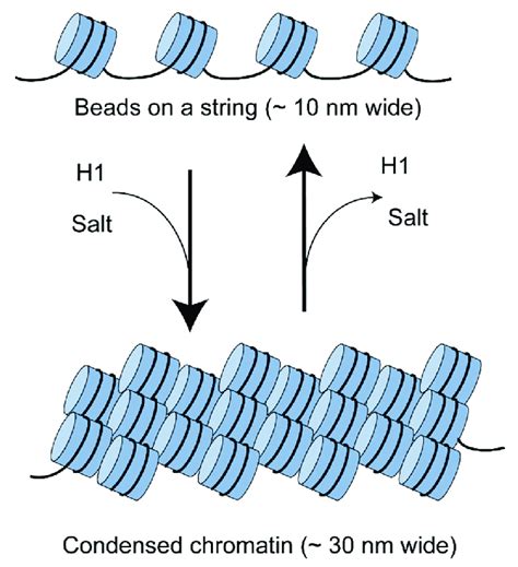 Nucleosome Definition