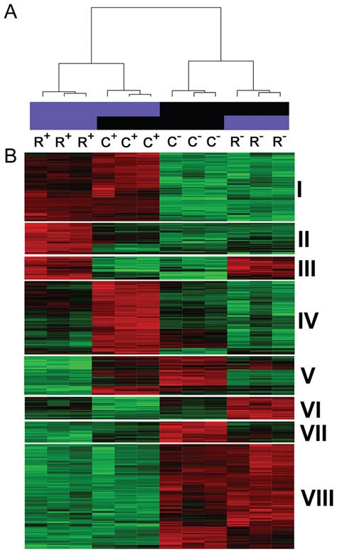 Unsupervised Hierarchical Clustering Of Serotonergic Gene Expression A Download Scientific