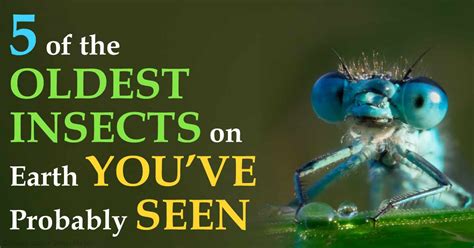 Insect Evolution Essential For Our Ecosystem