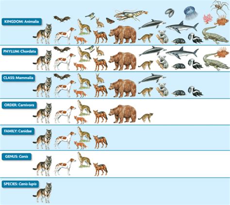 How Are Species Named A Background On Binomial Nomenclature