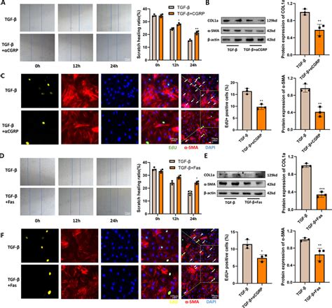 Proliferation Of Primary Fibroblasts A Scratch Test Of The Primary