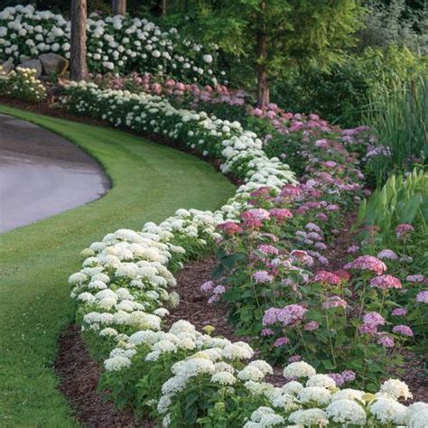 Hydrangea Invincibelle Limetta® Smooth Hydrangea Jackson And Perkins