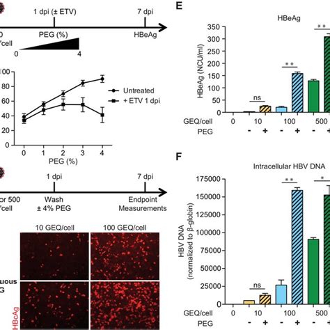 Peg Enhances Hbv Infection In Hepg2 Ntcp Cells A Schematic Of The