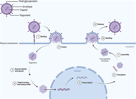 Frontiers When Herpes Simplex Virus Encephalitis Meets Antiviral