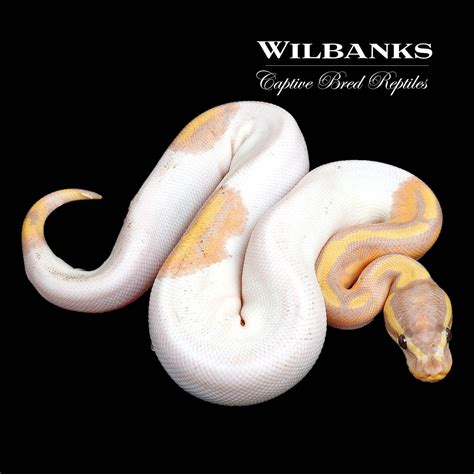 Banana Pied Ball Python By Wilbanks Captive Bred Reptiles Morphmarket