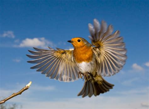 Bird Flying Photography