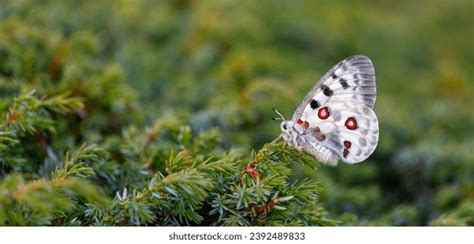 Parnassius Apollo Photos Images And Pictures Shutterstock