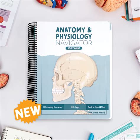 Anatomy Label Lab Workbook® Nurseinthemaking