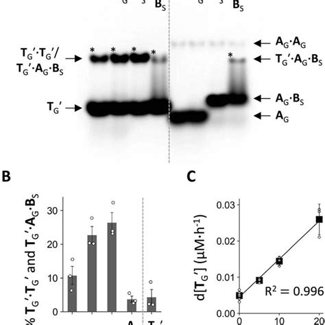 Characteristics Of The Self Reproducing Rna A Native Page Analysis