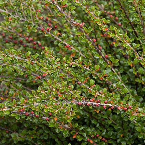 Cotoneaster Apiculatus Tom Thumb Creeping Cotoneaster Siteone