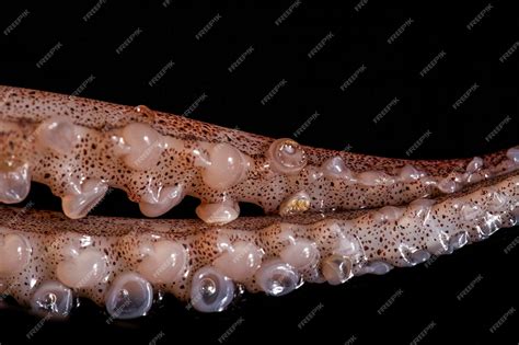 Premium Photo Raw And Fresh Squid Legs And Tentacles Macro View With