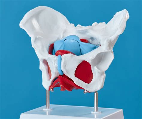 Hypertonic Pelvic Floor Whats That — Sync Physio Solutions