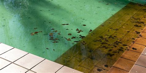 How To Get Rid Of Algae In Pool Hawaiian Island Pools