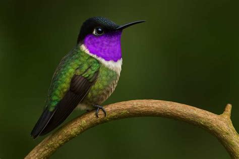 Merida Sunangel Jewel Of The Andes And Ecological Keystone