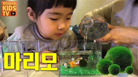 공이야 돌맹이야 요즘 핫한 수중식물 마리모 키우기 L 마리모 집만들기 Marimo Moss Ball 네이버 Tv