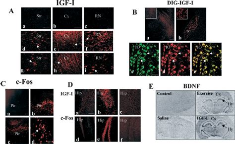 Figure 1 From Circulating Insulin Like Growth Factor I Mediates Effects
