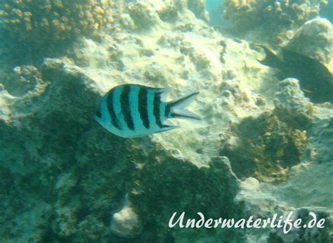 Scherensch Wanz Serga Nt Abudefduf Sexfasciat Us Indik