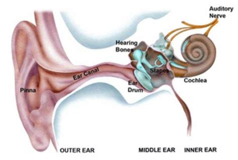 Auditory Periphery Of Human Ear 4 Download Scientific Diagram