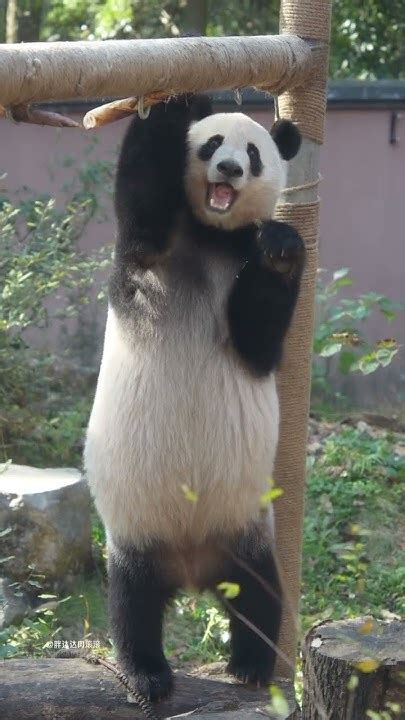 1202香果的蓬蓬裙好漂亮哦 Panda Cute 大熊猫 国宝大熊猫 大熊猫香果 大熊猫 国宝熊猫 可爱 Youtube