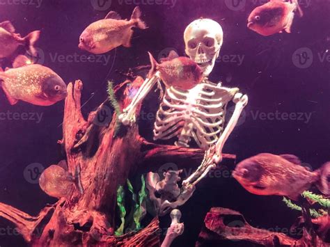 Piranhas Swim On The Seabed Dangerous Fish Predators In The Pond Next