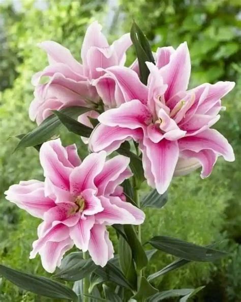 Lily Bulbs Oriental Distant Drum Fragrant