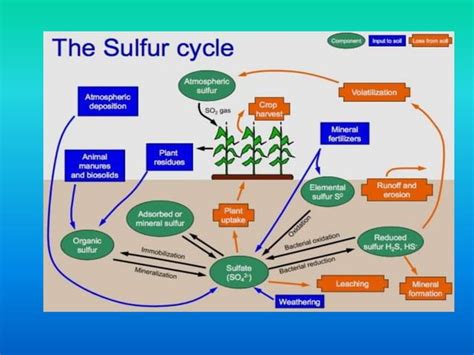 Sulphur The Macronutrient Ppt