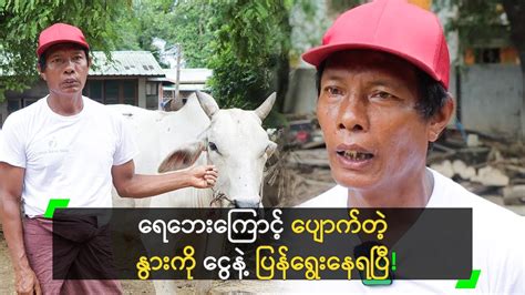 ရေဘေးကြောင့် ပျောက်တဲ့ နွားကို ငွေနဲ့ ပြန်ရွေးနေရပြီ Youtube