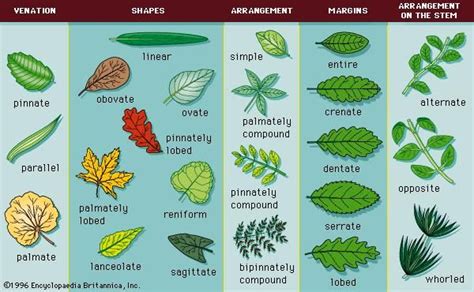 Exploring The Fascinating World Of Morphology