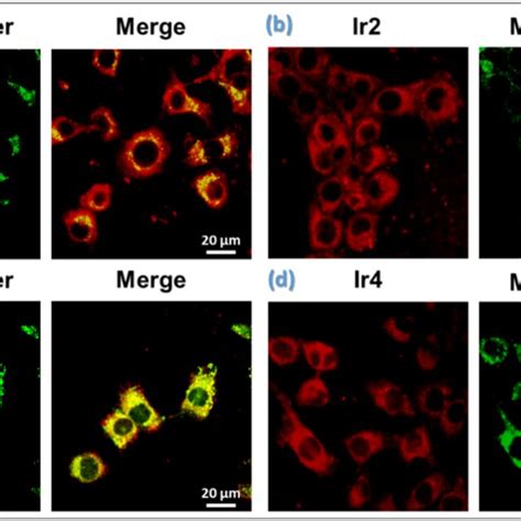 Cellular Colocalization Assay Of Ir Complexes A Ir1 And C Ir3 With