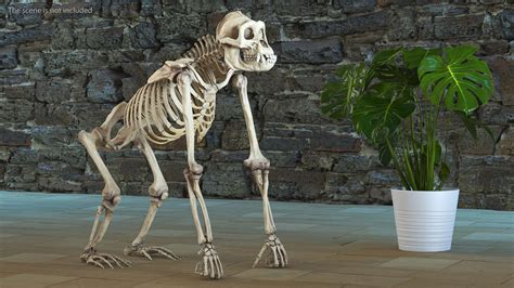 Gorilla Skeleton Rigged 3d Model 179 Max Free3d