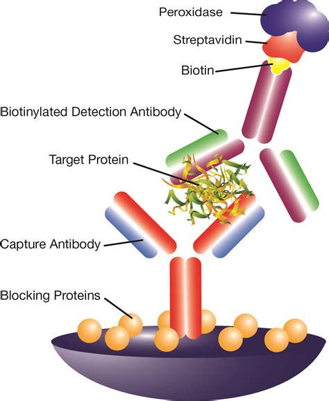 Streptavidin And Ultraavidin Conjugates Leinco