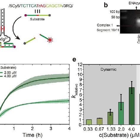 Atp Fueled Dna Assemblies With Transient Functions A Schematic