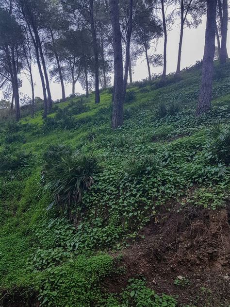 Explore The Original Natural Beauty Of Grass Among The Pine Tree