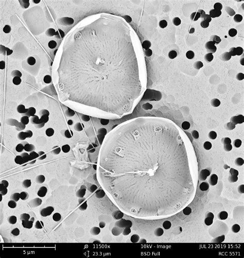 Roscoff Culture Collection Marine Microalgae Macroalgae Protists