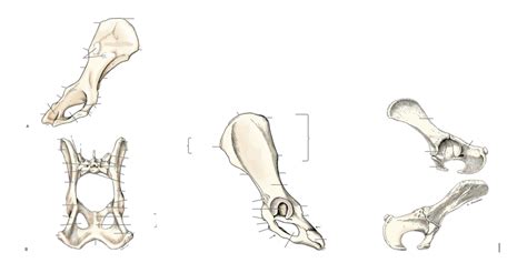 Lab List 1 Hip Bone Ilium Ischium Pubis Diagram Quizlet