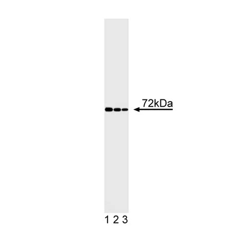 Purified Mouse Anti Itk