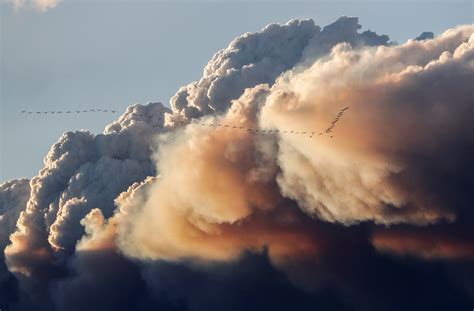Wildfire Smoke Affects Birds Too Heres How You Can Help National