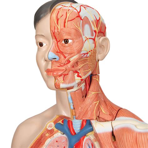 Deluxe Lifesize Asian Dual Sex Torso Model 33 Part Anatomystuff