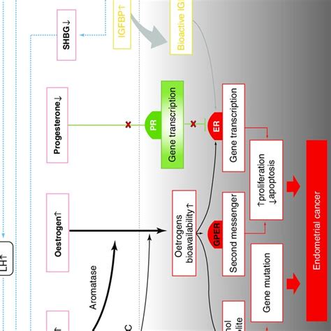 4 Different Hormonal And Metabolic Pathways Associated With Disturbed