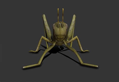 Locust Grasshopper 3d Model Rigged And Low Poly Game Ready