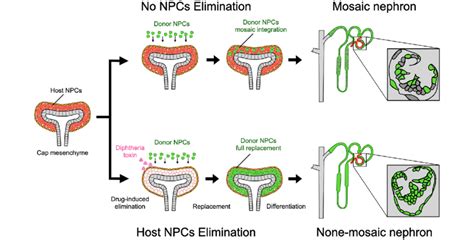 Progenitor Cell Replacement And Nephron Regeneration By Inducible
