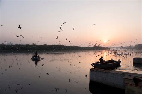 Watching A Seagull Migration During Sunrise In Yamuna Ghat In New Delhi