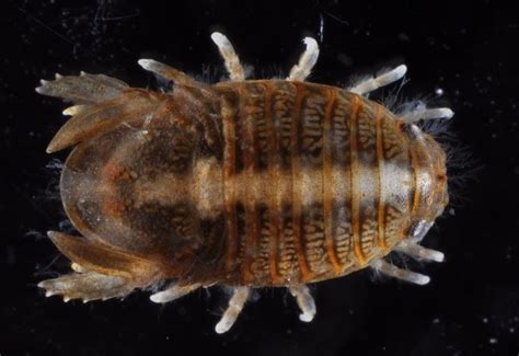 Sphaeroma Alchetron The Free Social Encyclopedia