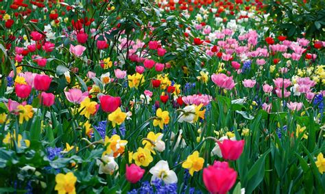 Spring Flower Wallpaper Backgrounds Wallpaper Cave