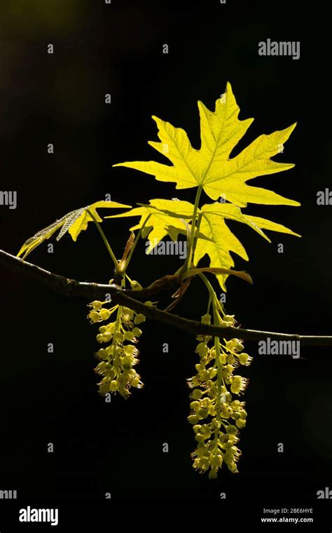 Bigleaf Maple Acer Macrophyllum Leaf Simpson Park Albany Oregon