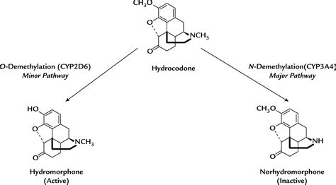 Effects Of Paroxetine A Cyp2d6 Inhibitor On The Pharmacokinetic