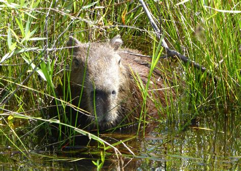 Argentina Wildlife Itinerary Audley Travel Us